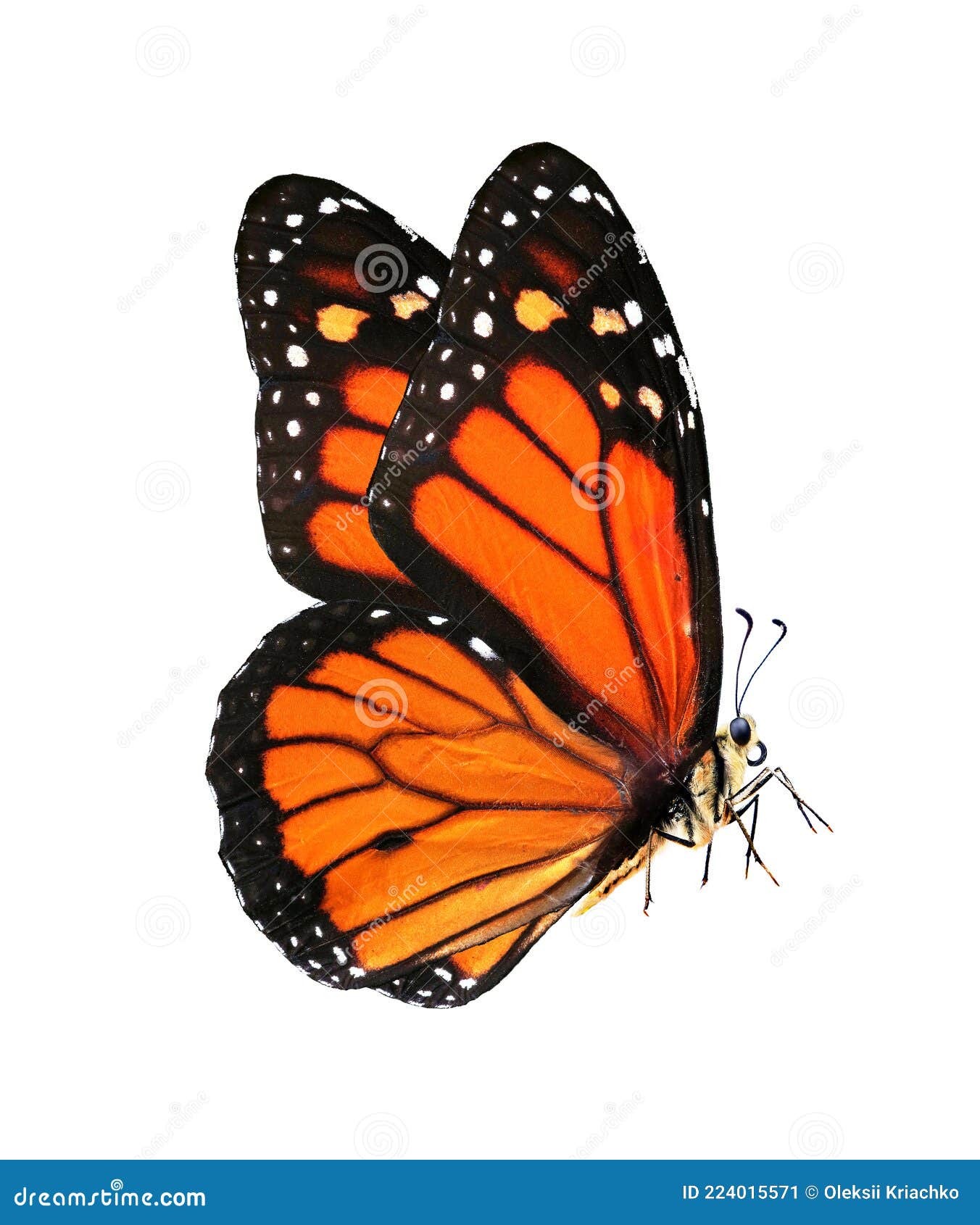 Colorful Monarch Butterfly Isolated Stock Image - Image of pretty ...