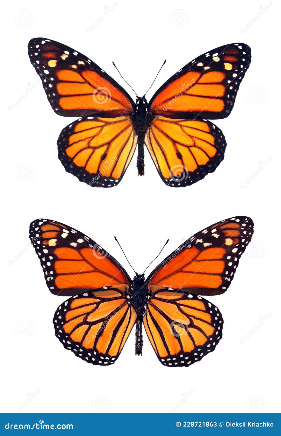 Colorful Monarch Butterfly Isolated Stock Image - Image of ornament ...