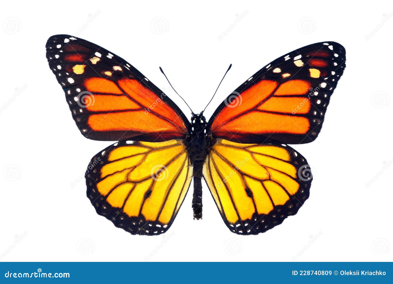Colorful Monarch Butterfly Isolated Stock Image - Image of nature ...