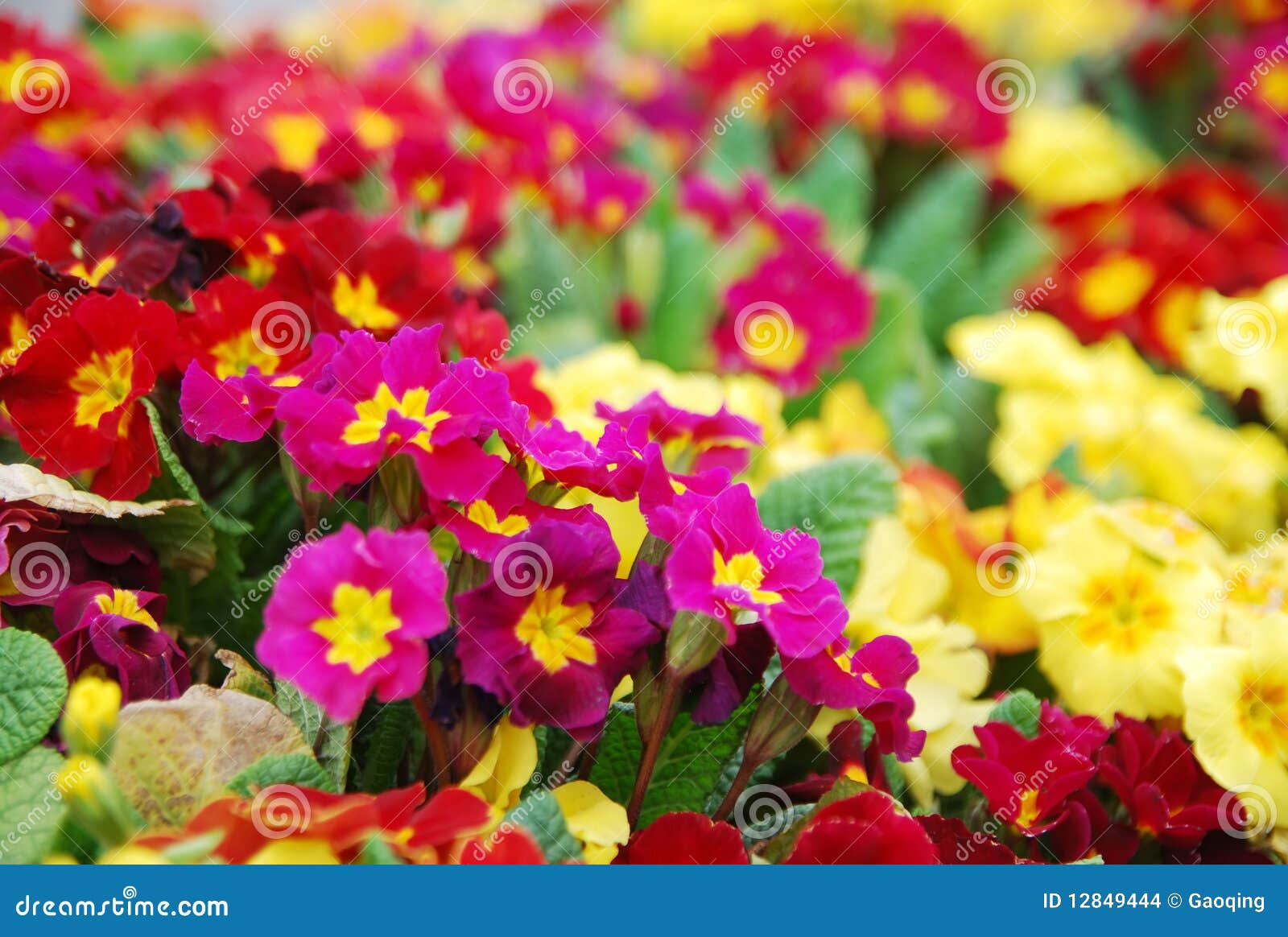 Colorful Morning Glory Flowers Stock Photo - Image of nice, colorful ...