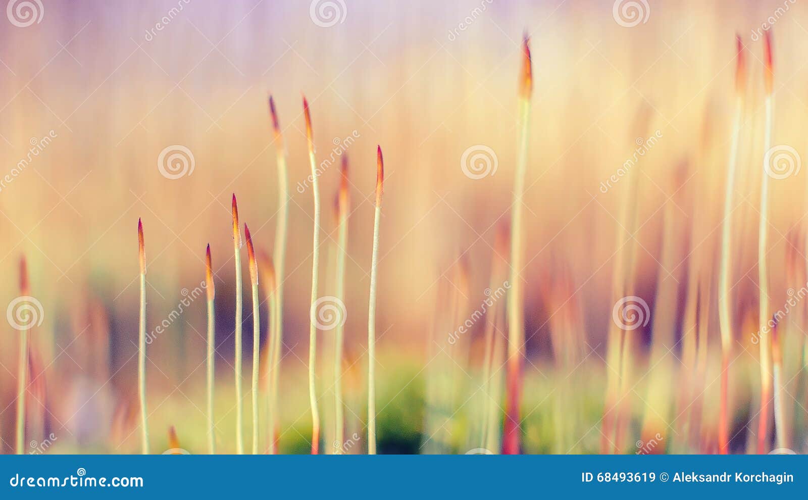 46,063 Beautiful Colorful Moss Stock Photos - Free & Royalty-Free Stock ...
