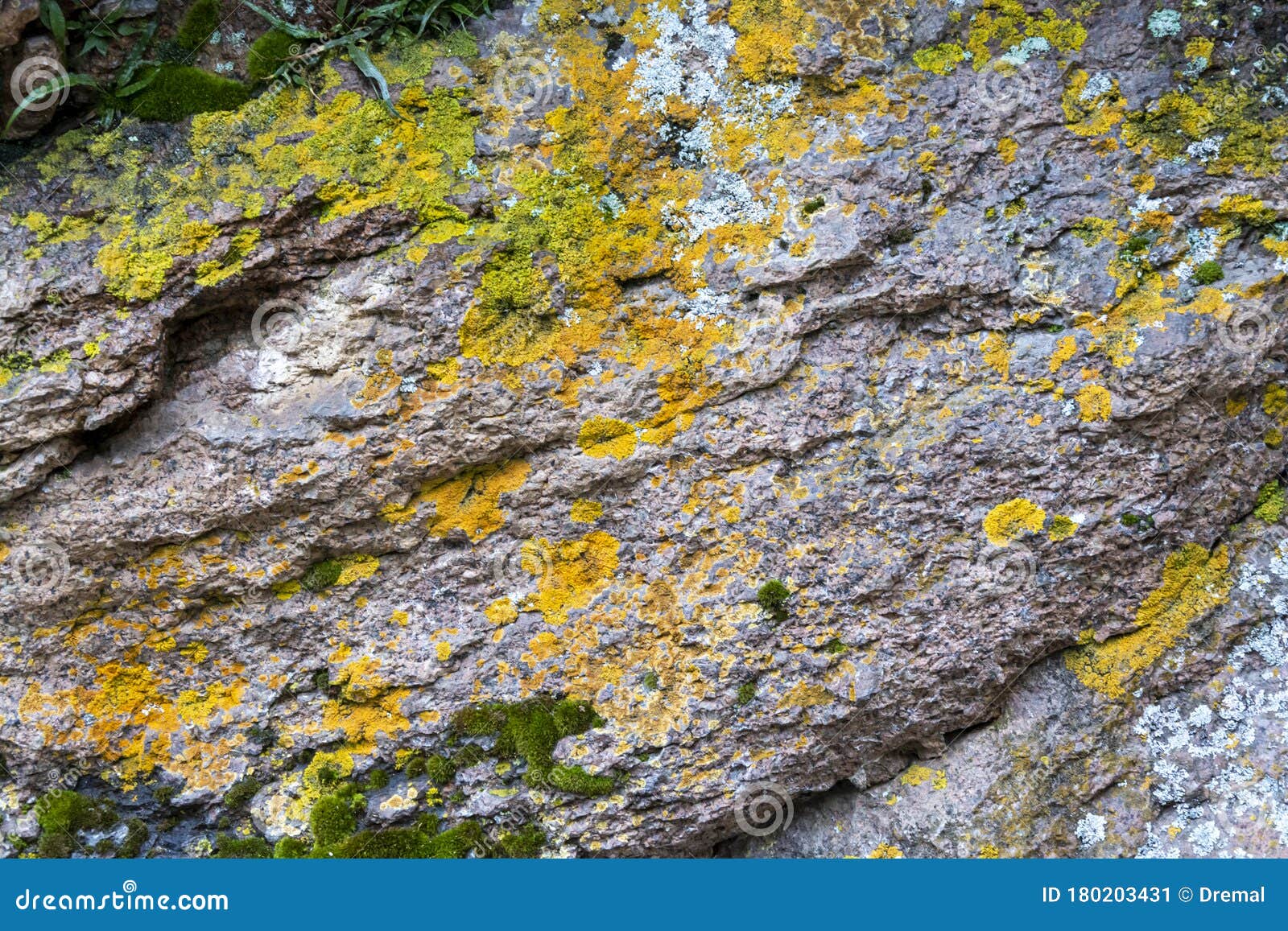 Colorful moss on the rock stock image. Image of cliff - 180203431