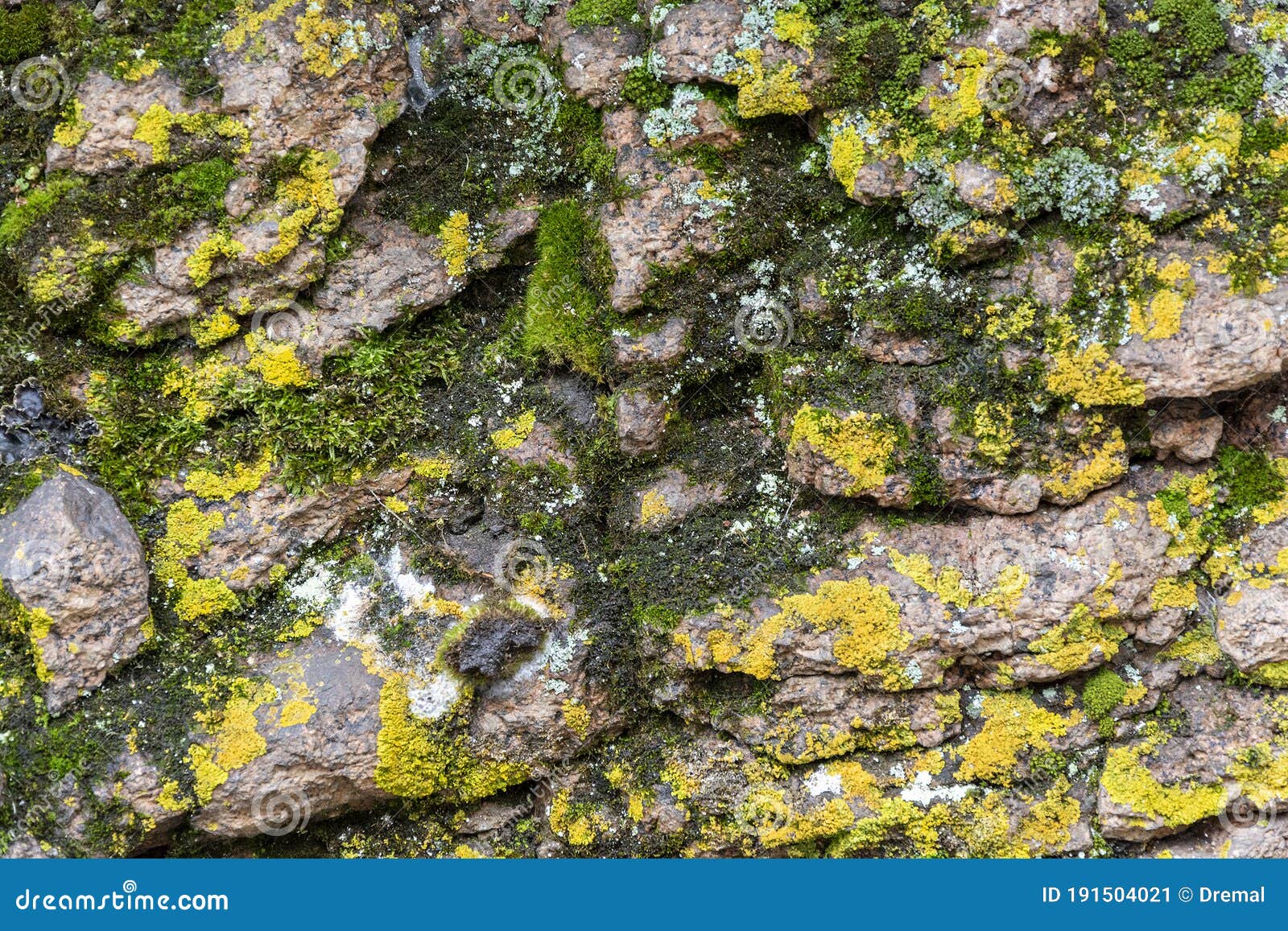 Colorful moss on the rock stock image. Image of creek - 191504021