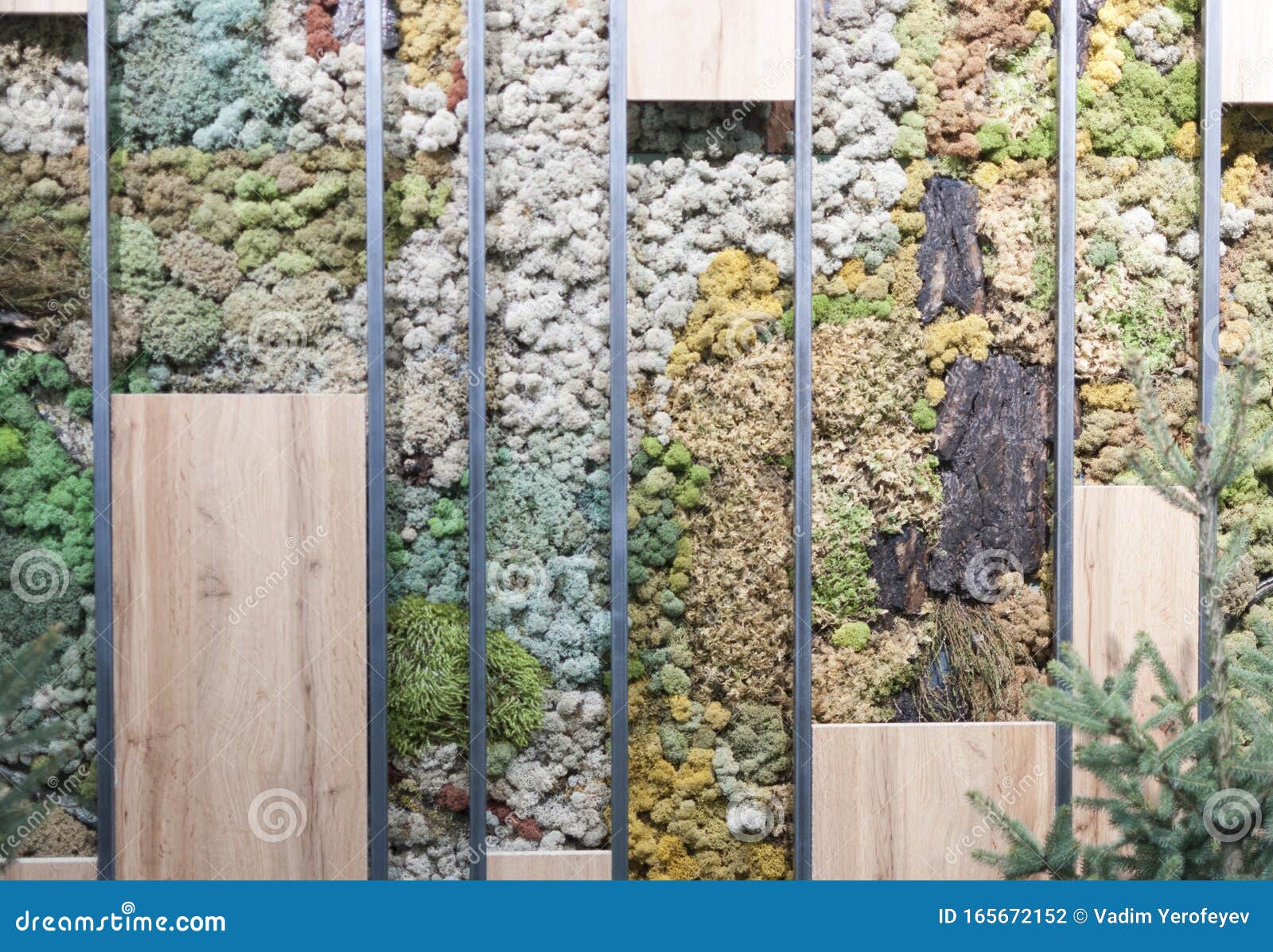 Colorful Moss Texture for Background Stock Photo - Image of surface ...