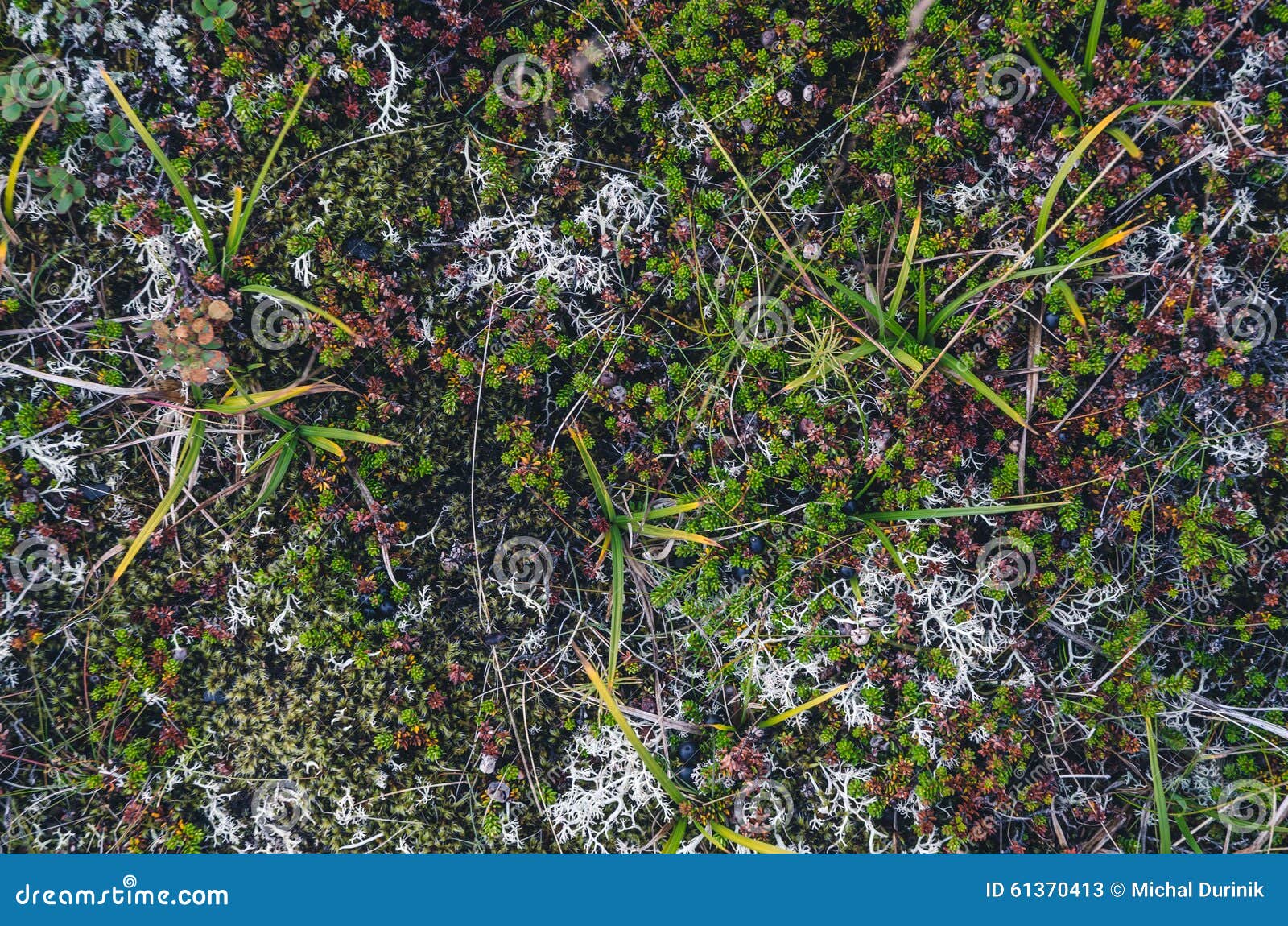 Colorful moss textures stock image. Image of natural - 61370413