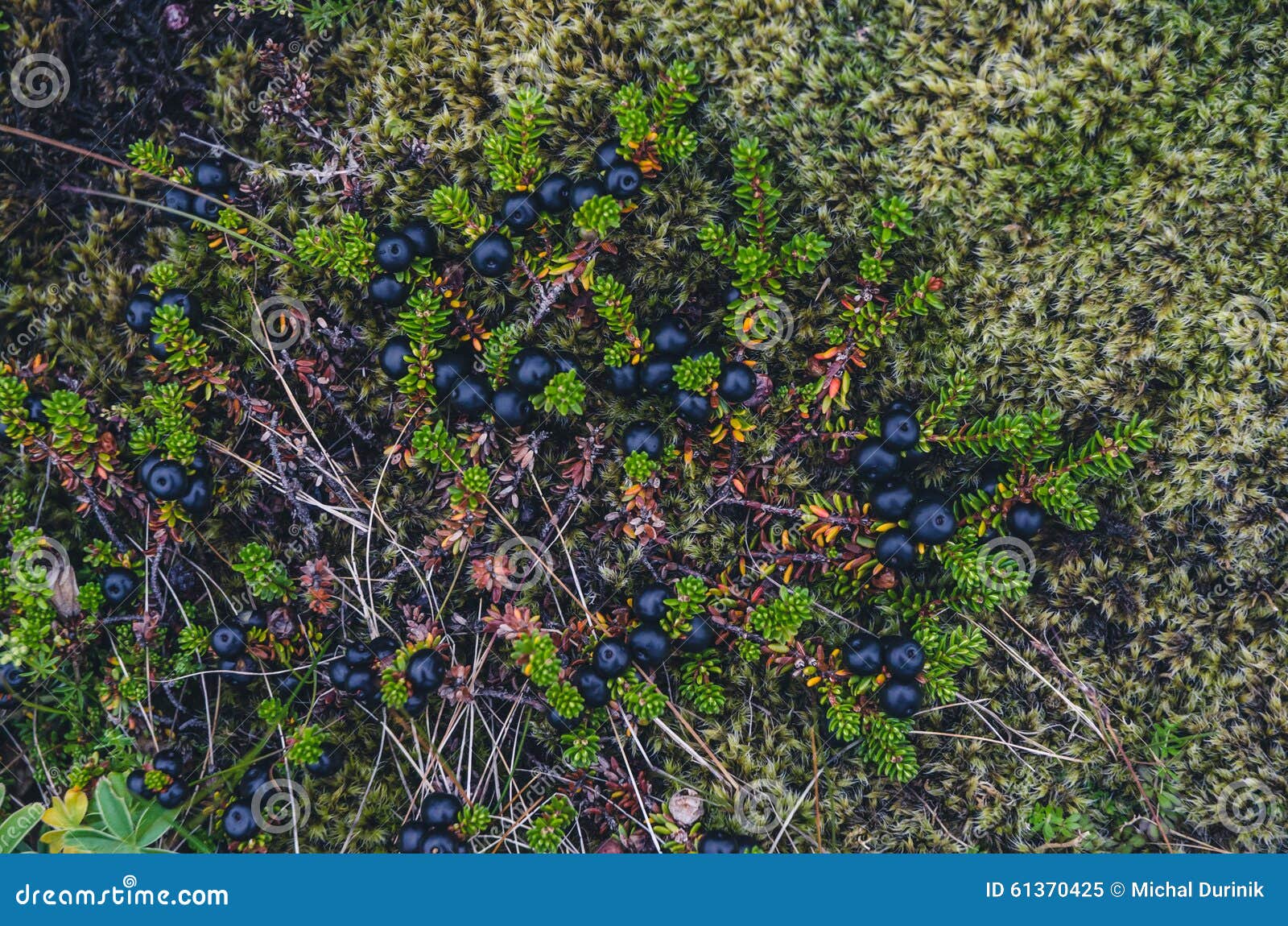 Colorful moss textures stock image. Image of green, mossy - 61370425