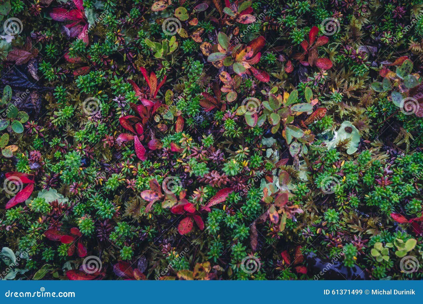 Colorful moss textures stock image. Image of flora, ground - 61371499