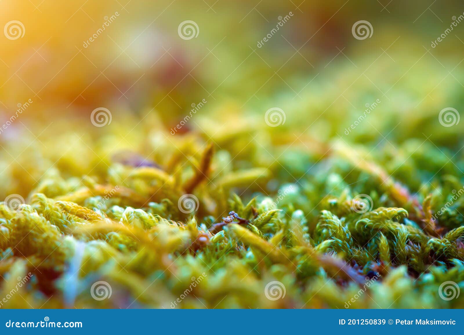 Colorful Moss Vegetation Close-up Macro Stock Image - Image of season ...