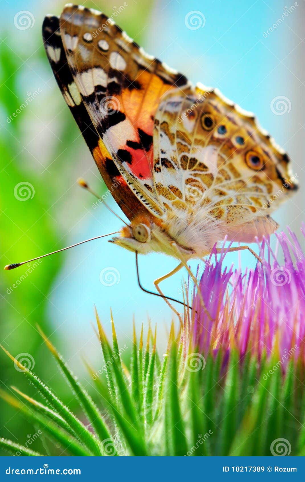 Colorful moth stock image. Image of macro, butterfly - 10217389