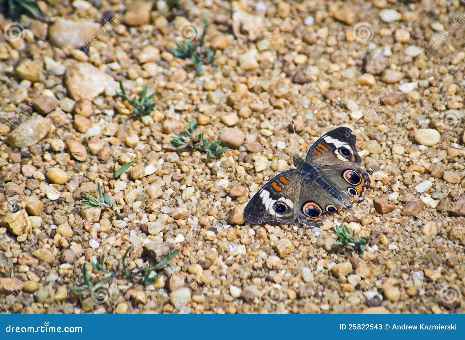 Colorful Moth stock image. Image of macro, moth, butterfly - 25822543