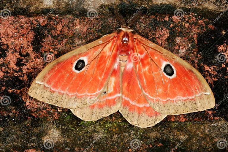 Colorful moth stock photo. Image of creature, furry, insect - 2664700