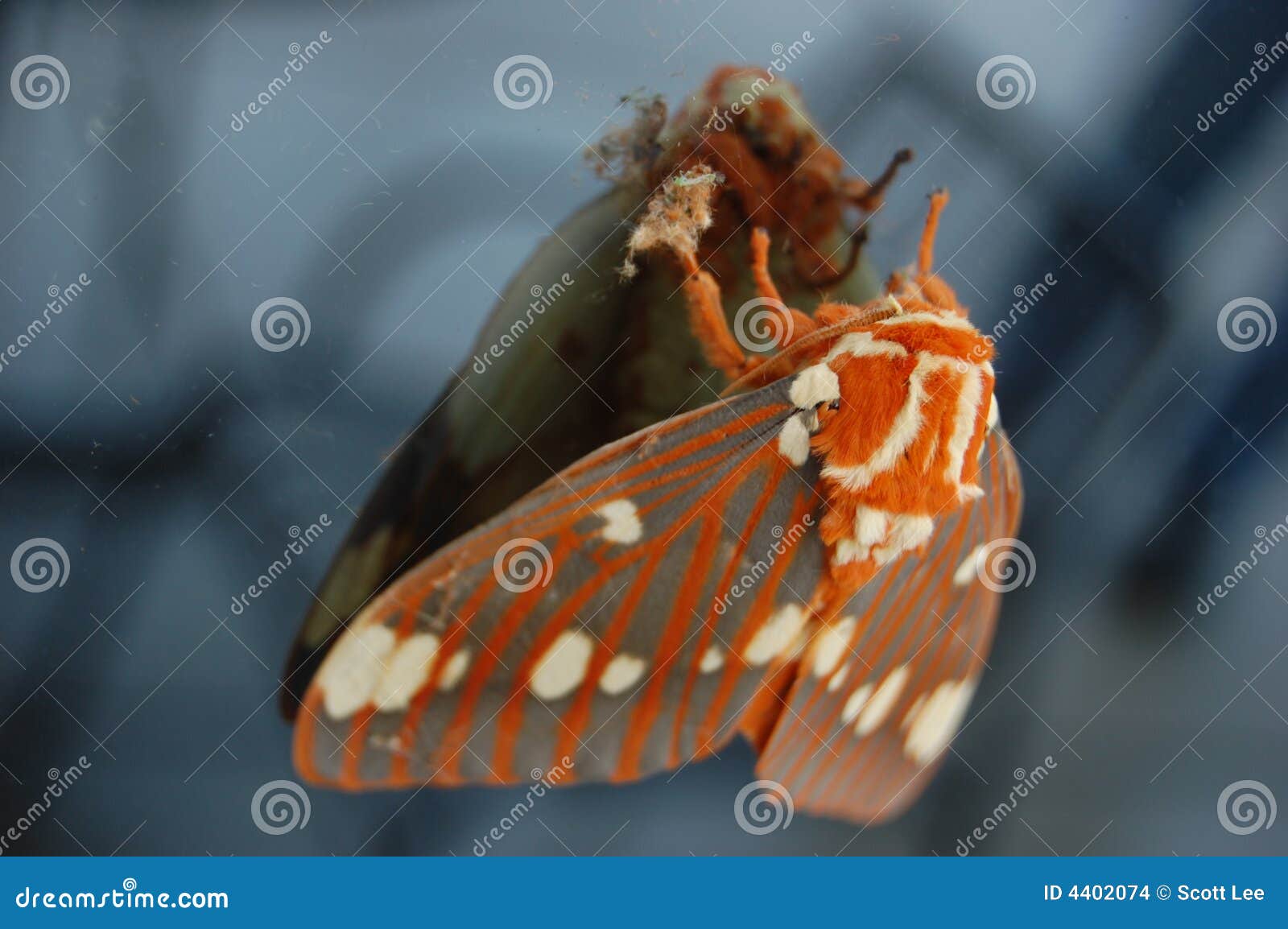 Colorful Moth stock photo. Image of white, reflection - 4402074