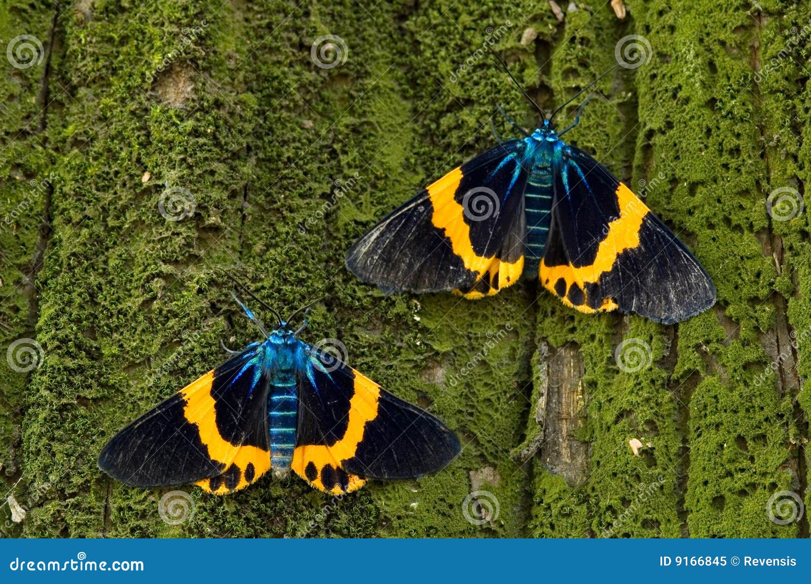Colorful moth stock image. Image of macro, antenna, antennae - 9166845