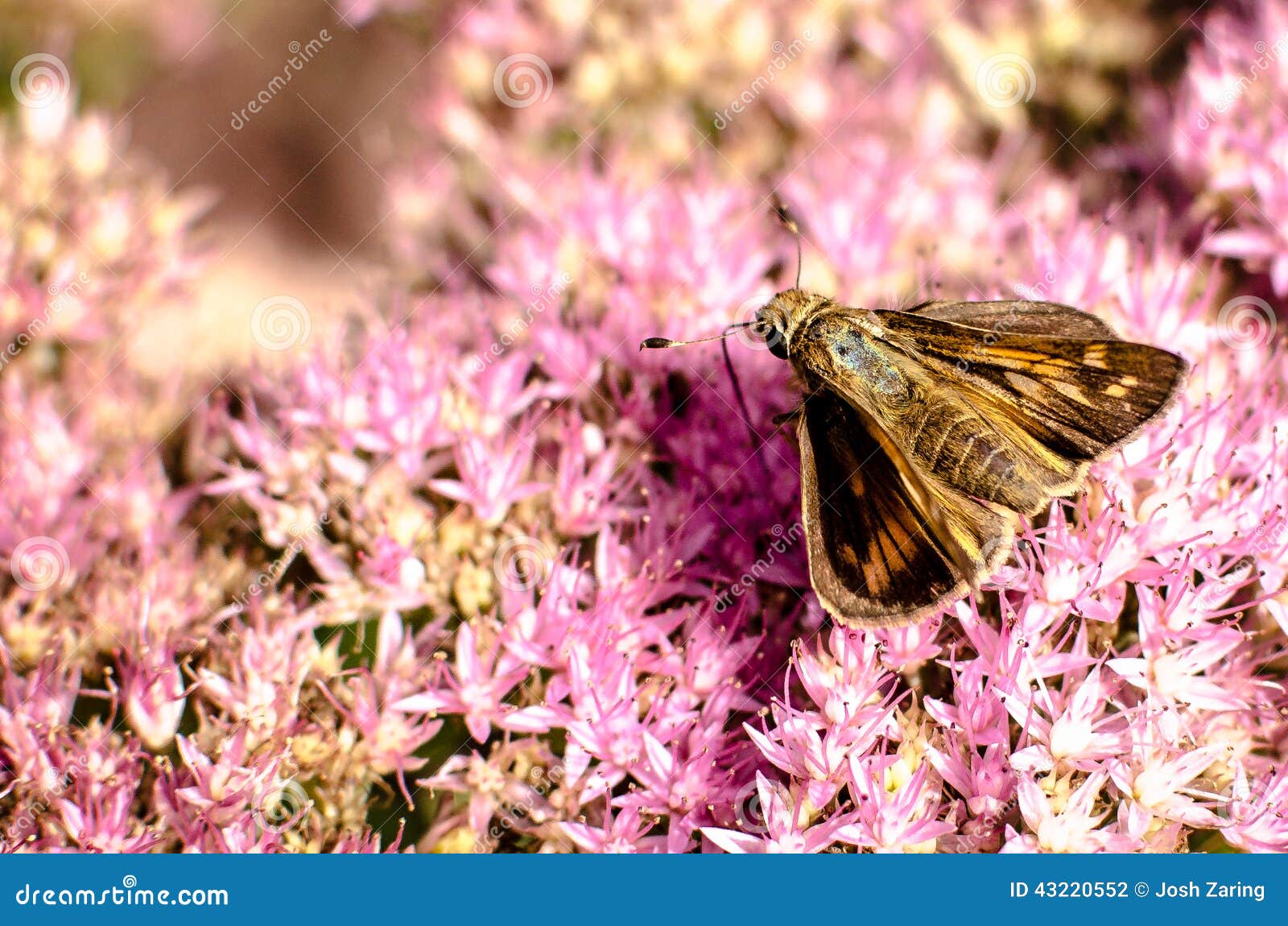 Colorful Moth on Pink Flowers Stock Photo - Image of moth, wing: 43220552