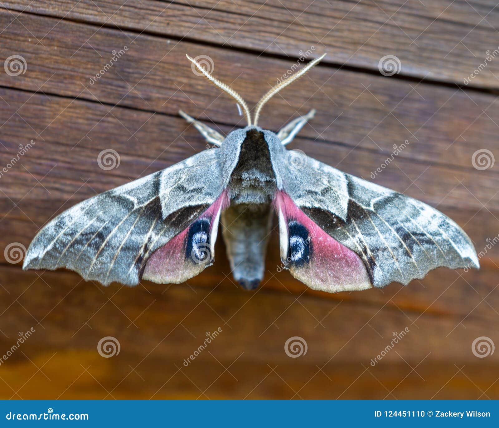 Colorful moth stock photo. Image of showing, colorful - 124451110
