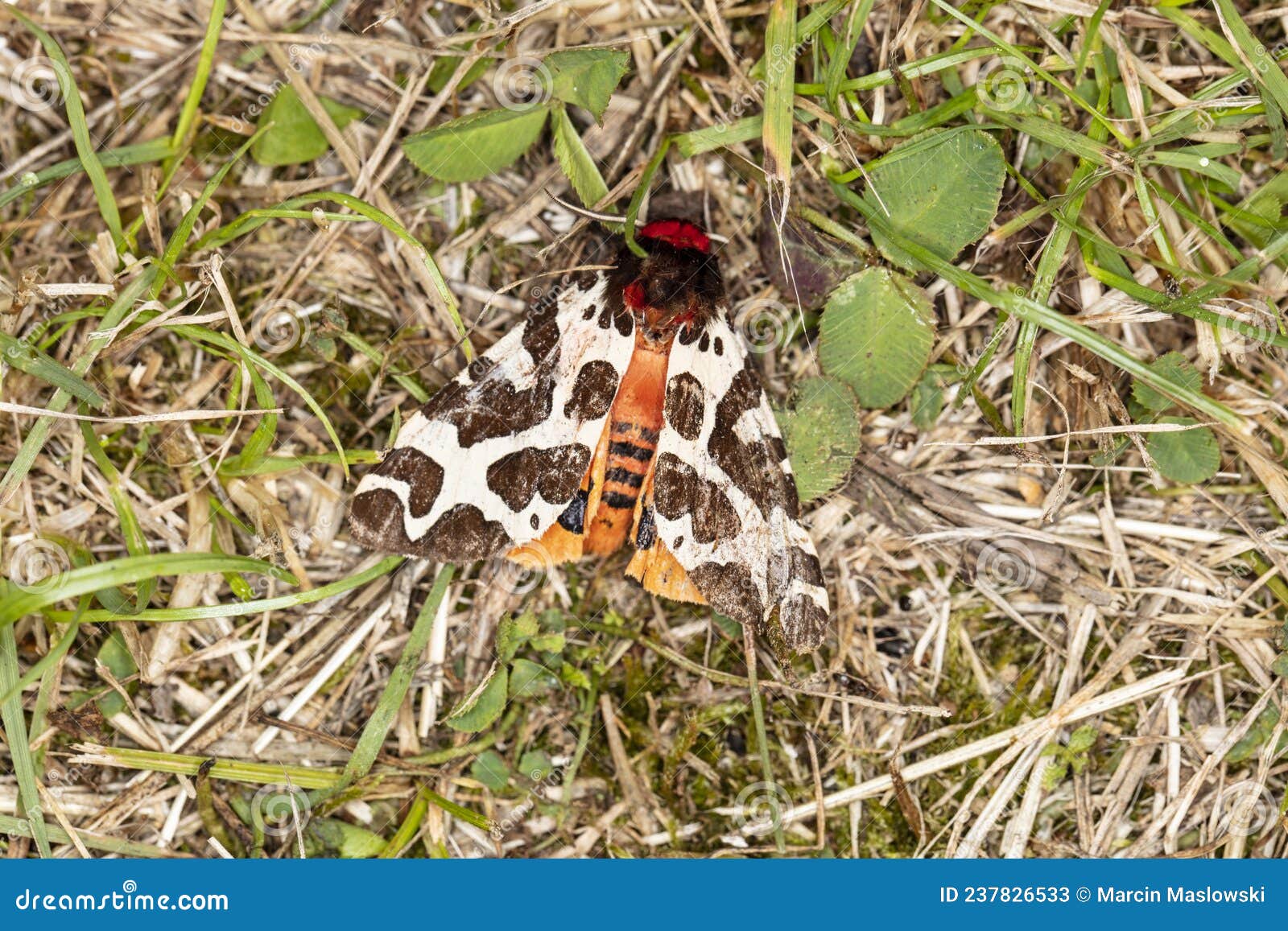 Colorful Moth Sitting on the Grass, Top View Stock Image - Image of ...