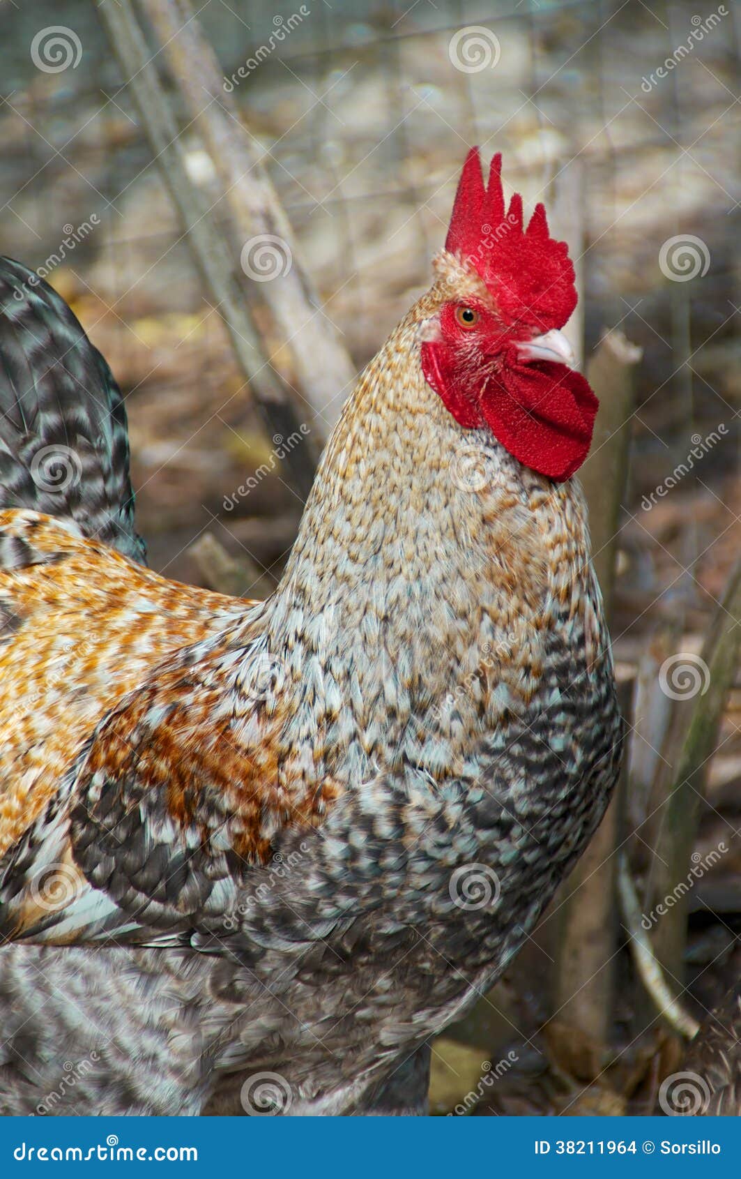 Maran Rooster Royalty-Free Stock Photography | CartoonDealer.com #10114859