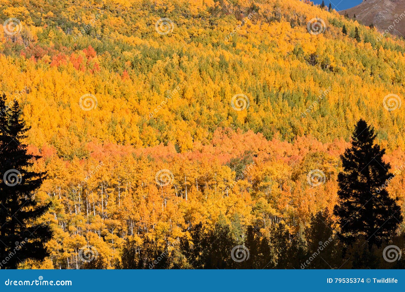 Colorful Mountainside in Fall Stock Photo - Image of mountains, trees ...