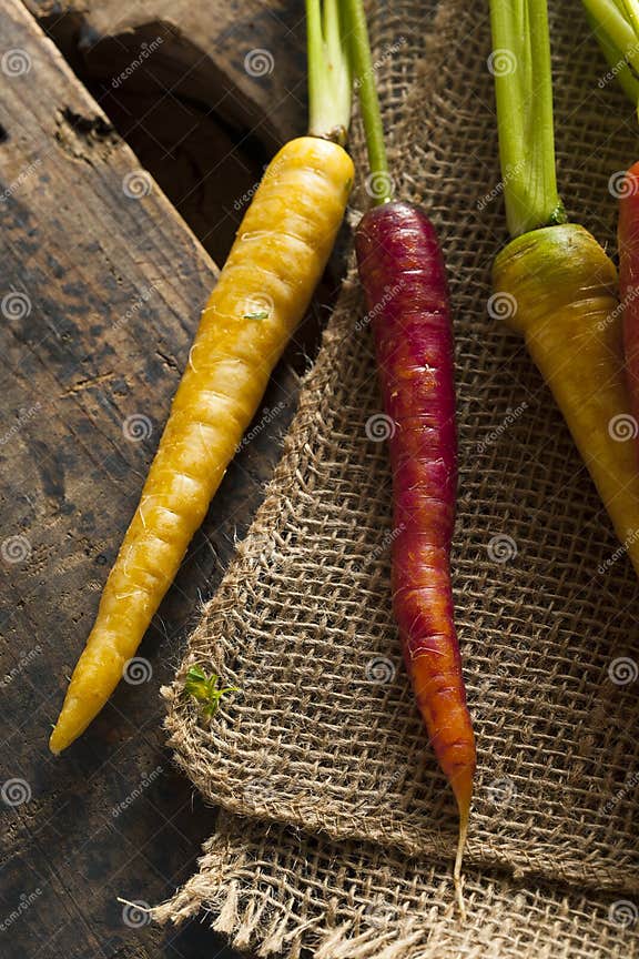 Colorful Multi Colored Raw Carrots Stock Photo - Image of colored ...