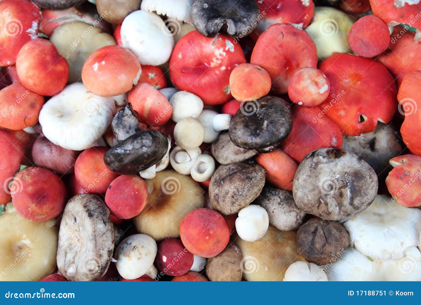 Colorful mushrooms stock image. Image of healthy, eating - 17188751