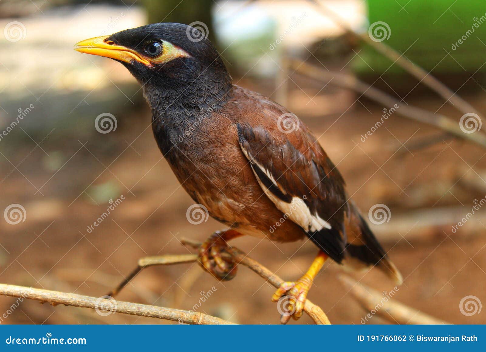 Colorful Myna Bird Moina Bird Sitting on Tree Stock Photo - Image of ...