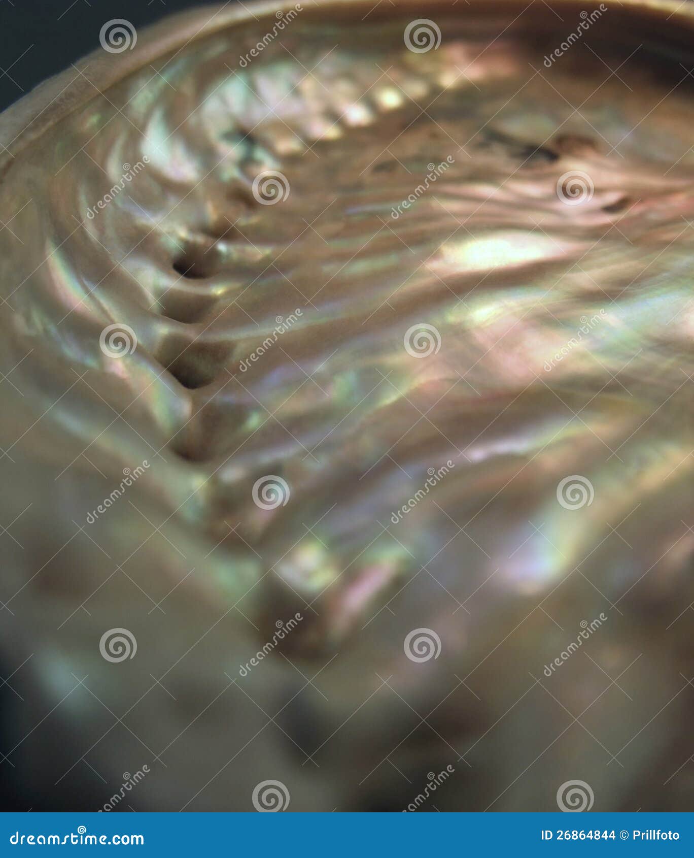 Colorful nacre closeup stock photo. Image of invertebrate - 26864844