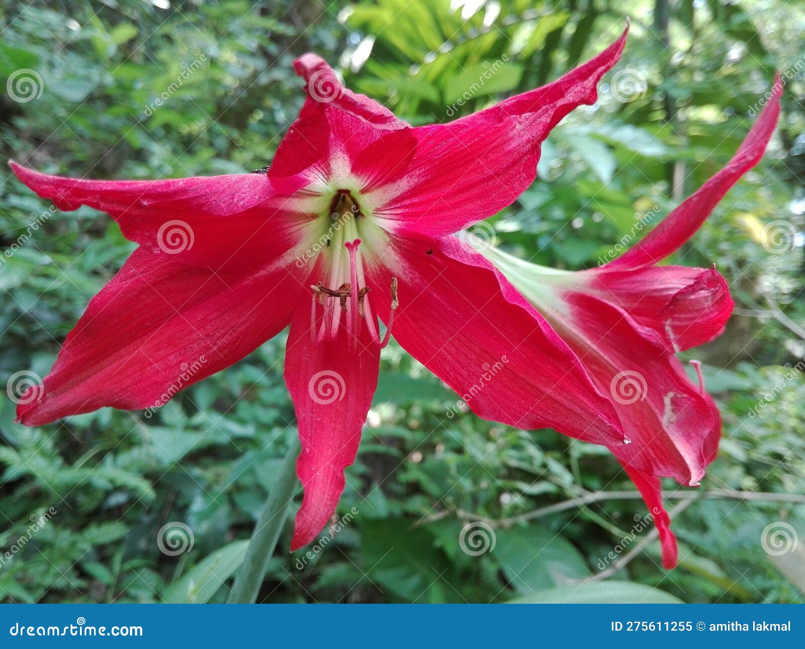 Colorful Natural Beautiful Flower Stock Image - Image of natural ...