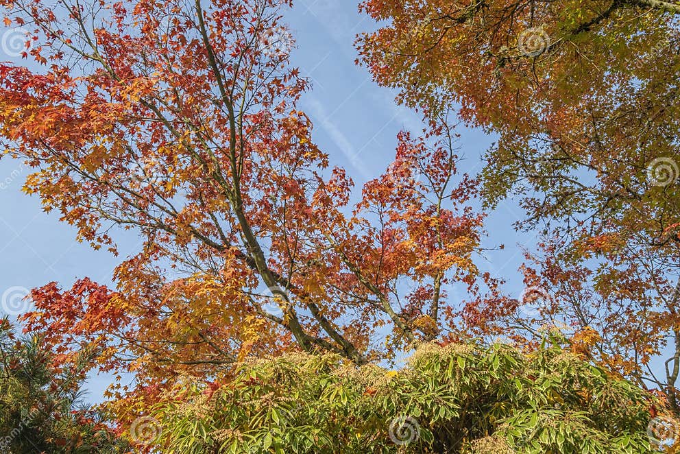 Colorful Nature in a Park Oregon State Stock Photo - Image of park ...