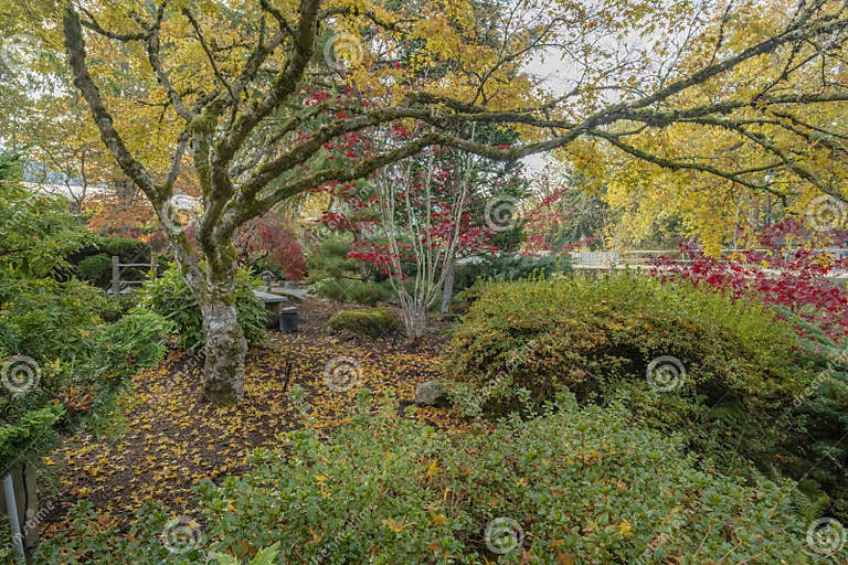 Colorful Nature in a Park Oregon State Stock Image - Image of leaves ...