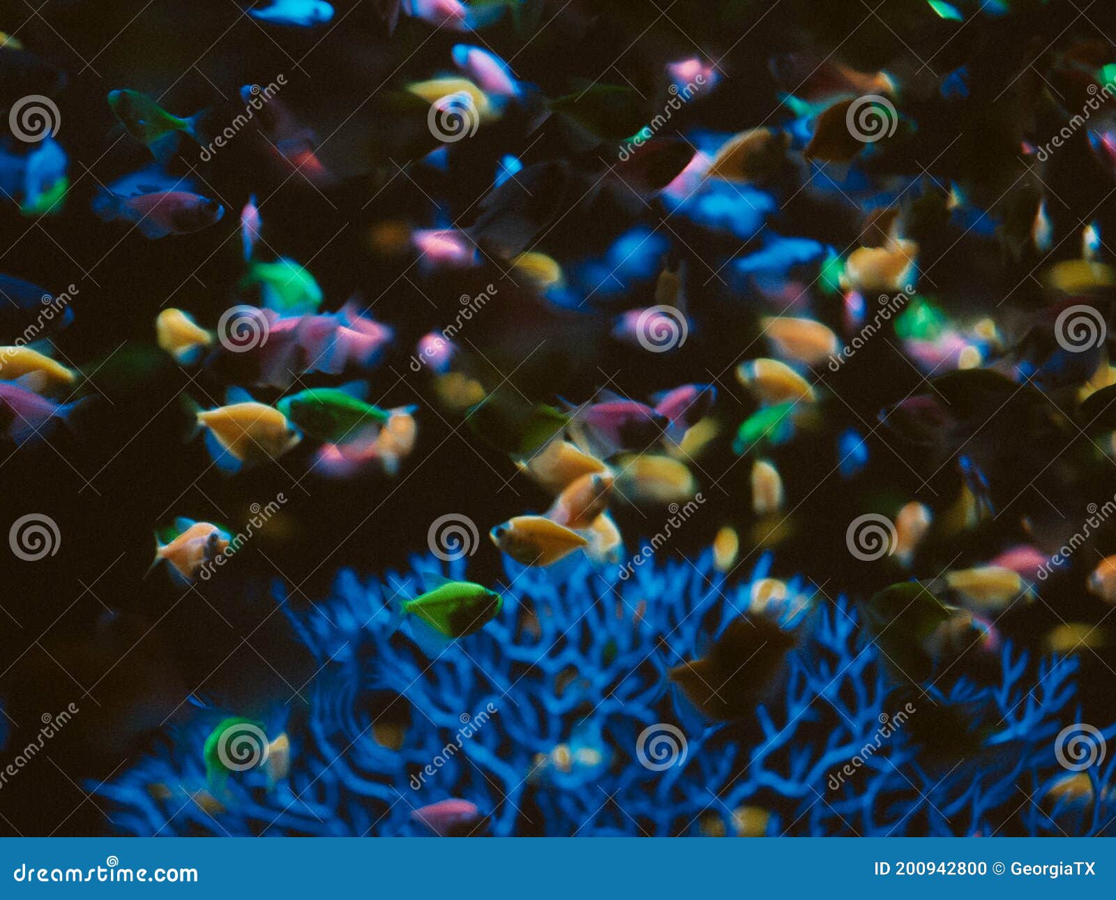 Colorful Neon Fish ðŸ Ÿ Ocean Life Stock Photo - Image of life, neon ...