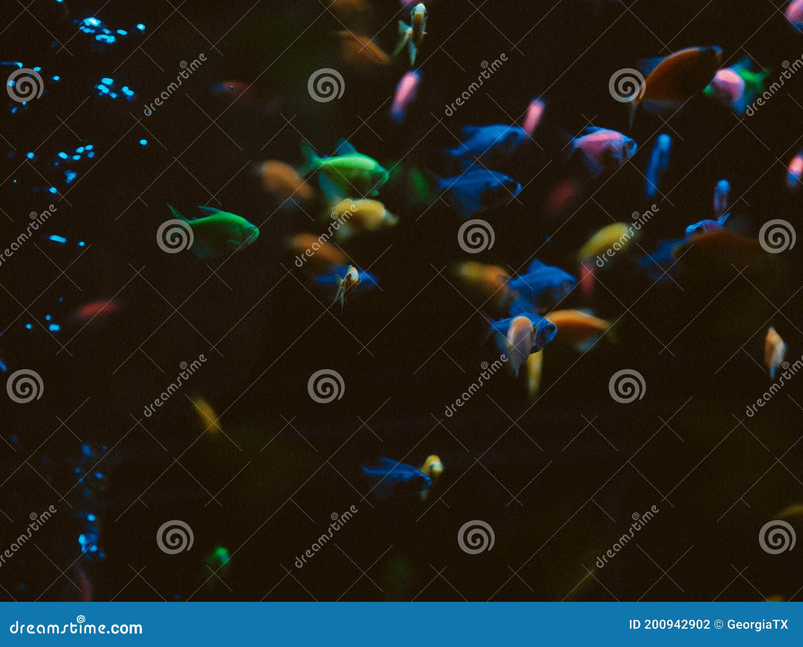 Colorful Neon Fish ðŸ Ÿ Ocean Life Stock Photo - Image of animal ...