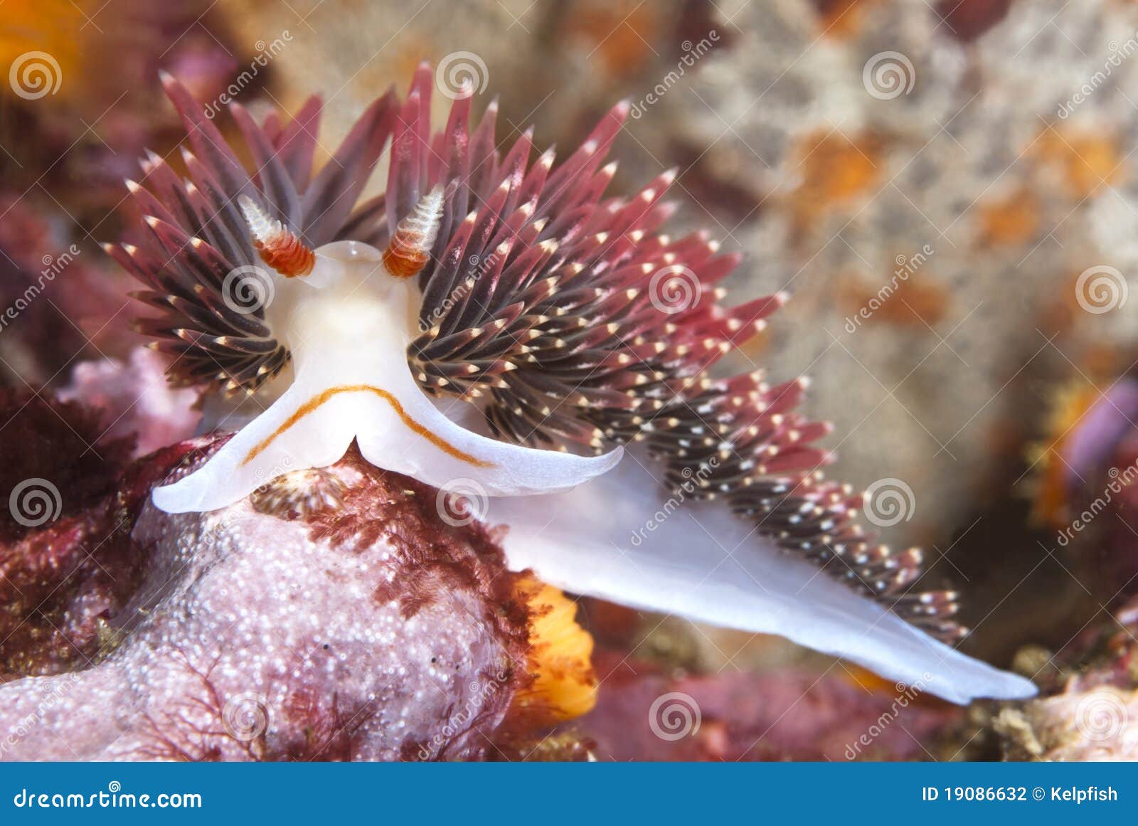 Colorful nudibranch stock photo. Image of mollusk, head - 19086632