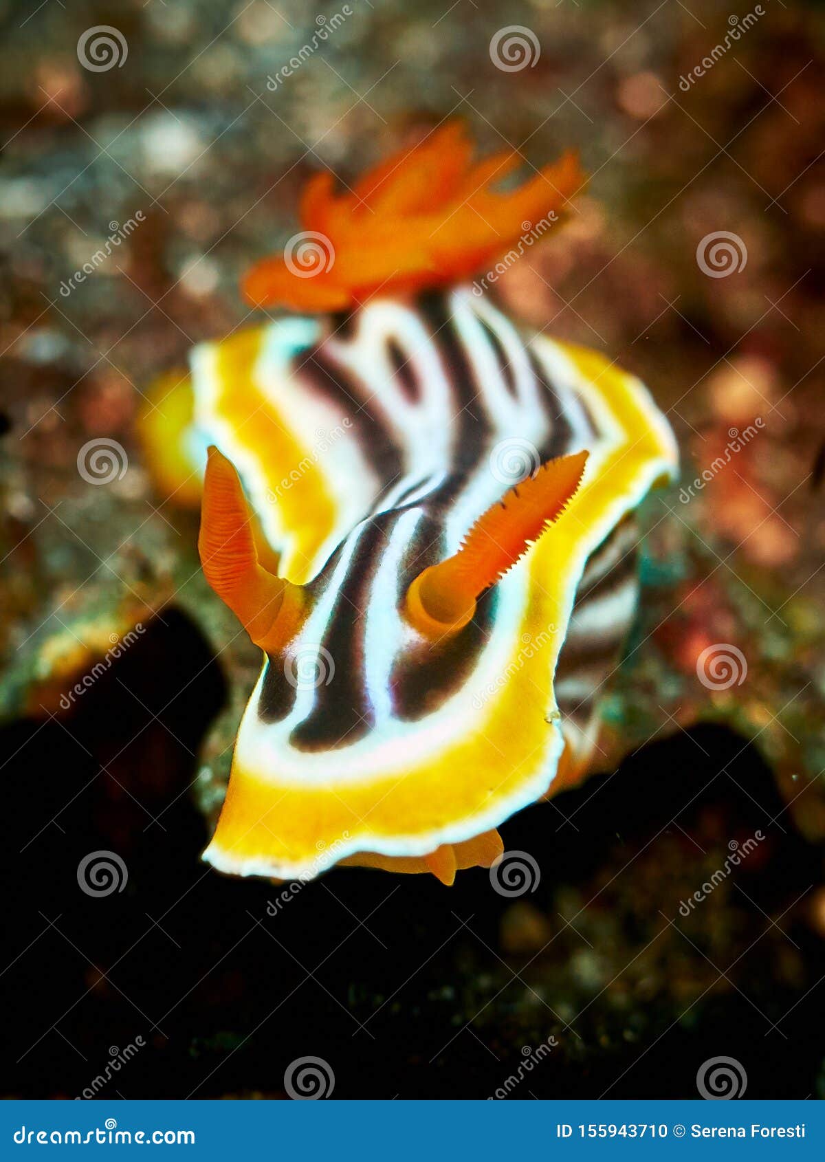 Colorful nudibranch stock photo. Image of closeup, biology - 155943710