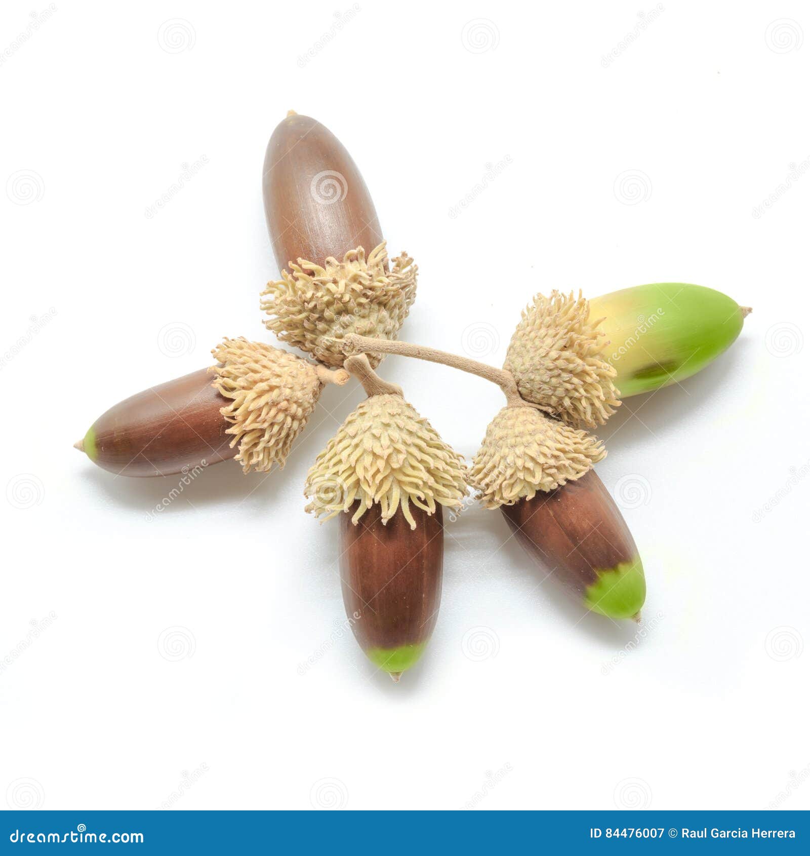 Colorful Oak Acorns on White Background Stock Image - Image of acorn ...