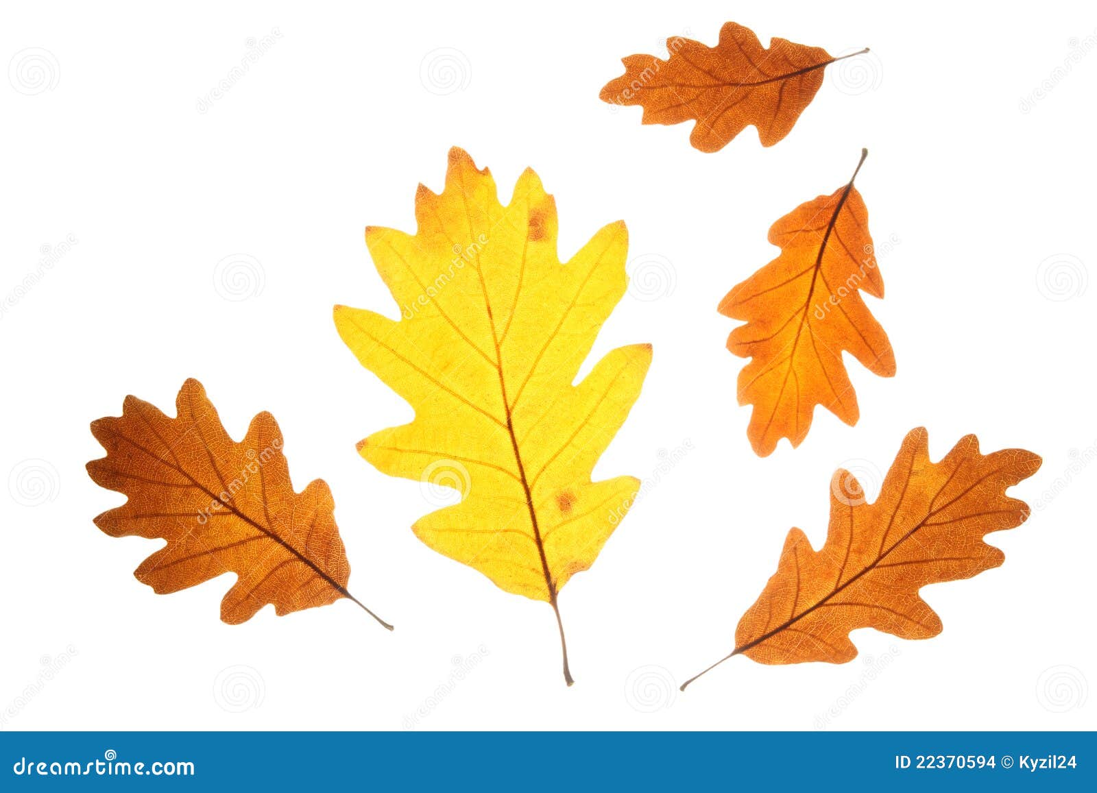 Colorful oak leaves stock photo. Image of seasonal, yellow - 22370594