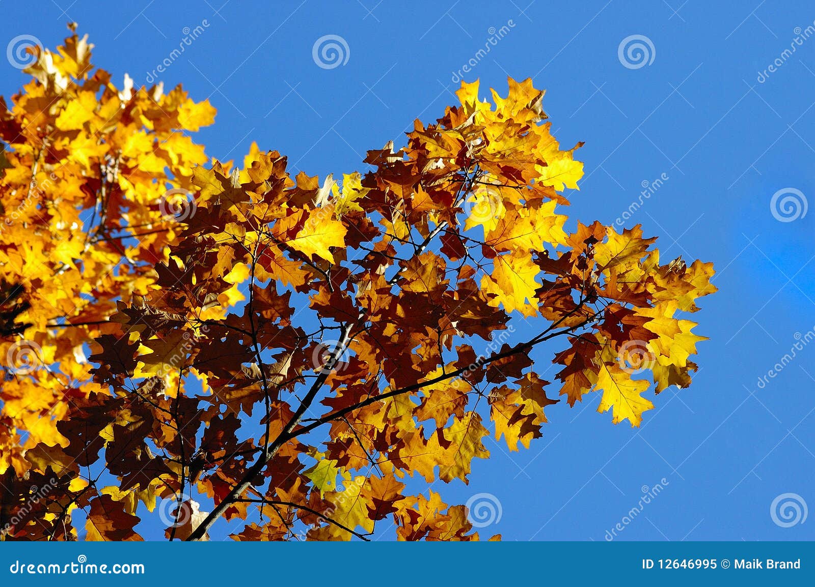 Colorful oak tree stock image. Image of foliage, season - 12646995