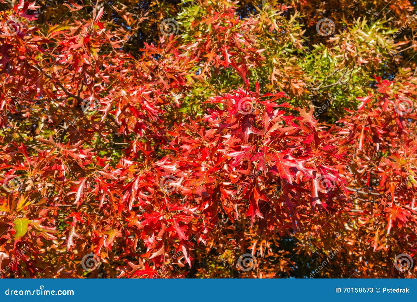 Colorful Oak Tree Leaves in Autumn Stock Image - Image of green ...