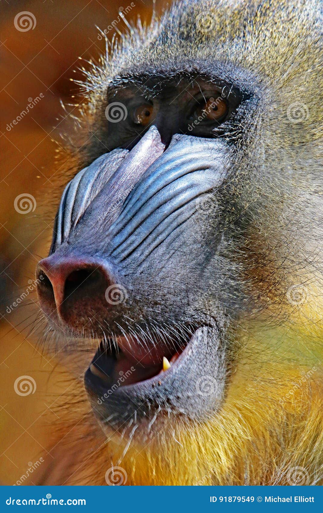 Mandrill stock image. Image of colors, gabon, gray, eyes - 91879549