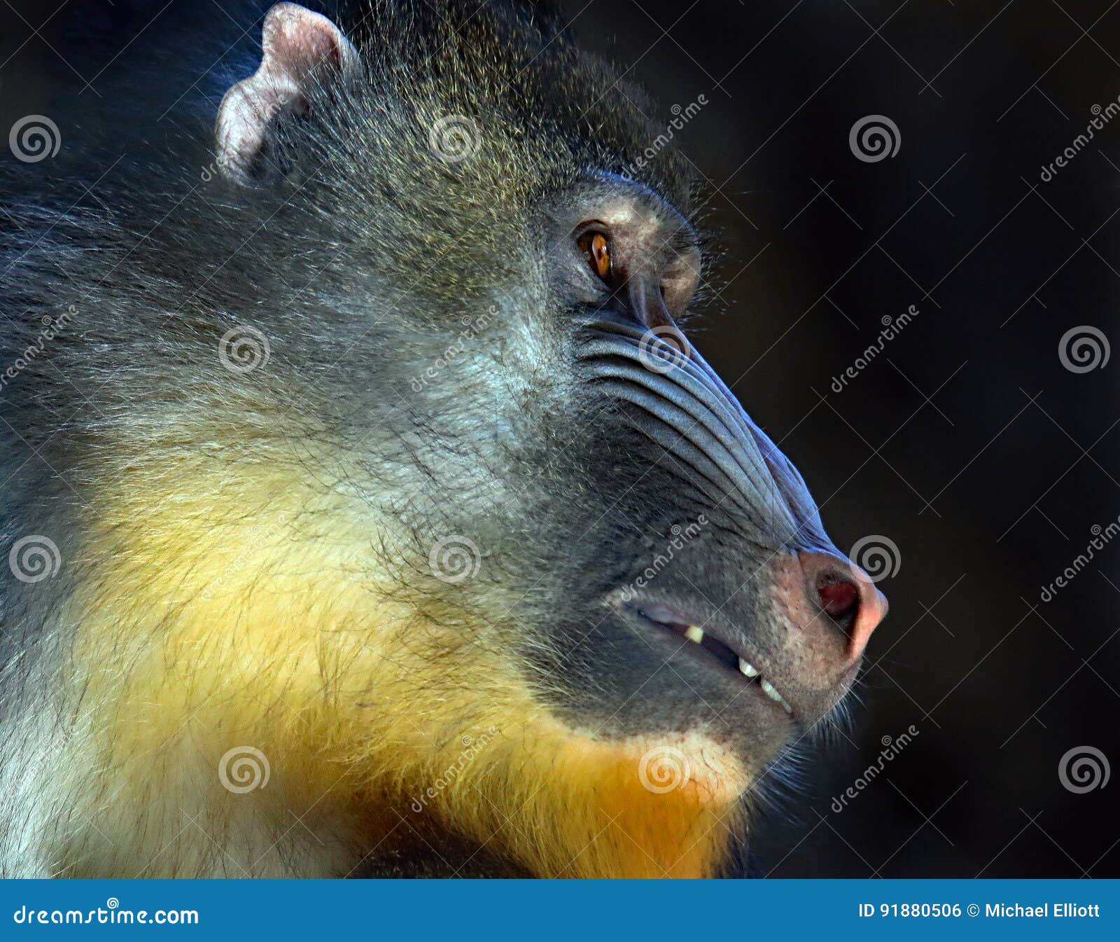 Mandrill stock photo. Image of guinea, cameroon, largest - 91880506