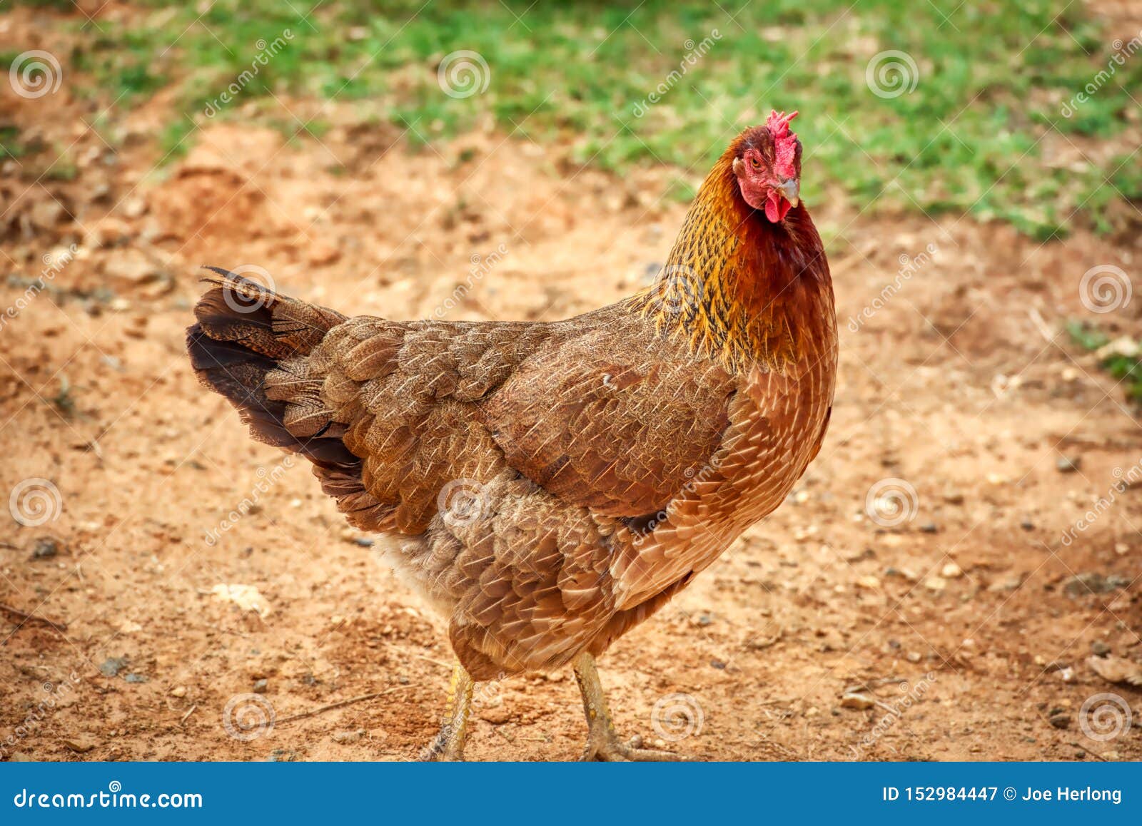 336 Chicken Strutting Photos - Free & Royalty-Free Stock Photos from ...