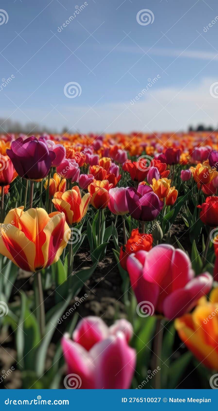 Colorful Open Field with Beautiful Tulips. Generative AI Stock Image ...