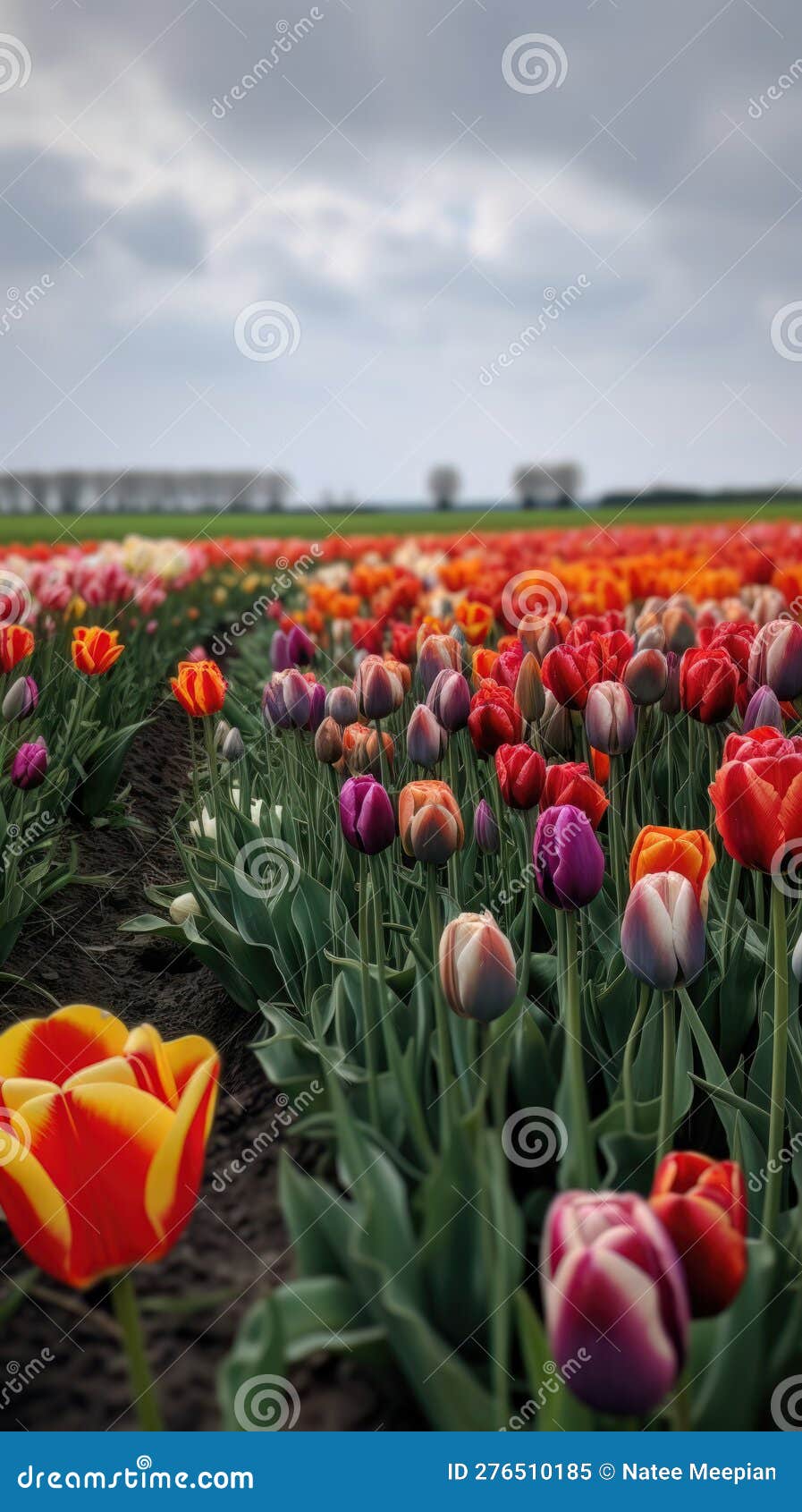 Colorful Open Field with Beautiful Tulips. Generative AI Stock Image ...