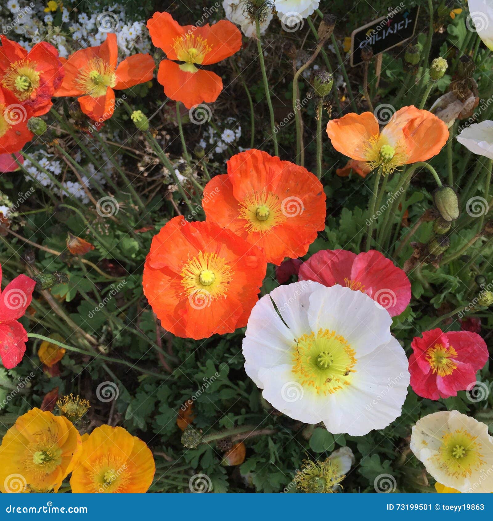 Colorful opium flower stock image. Image of fragility - 73199501