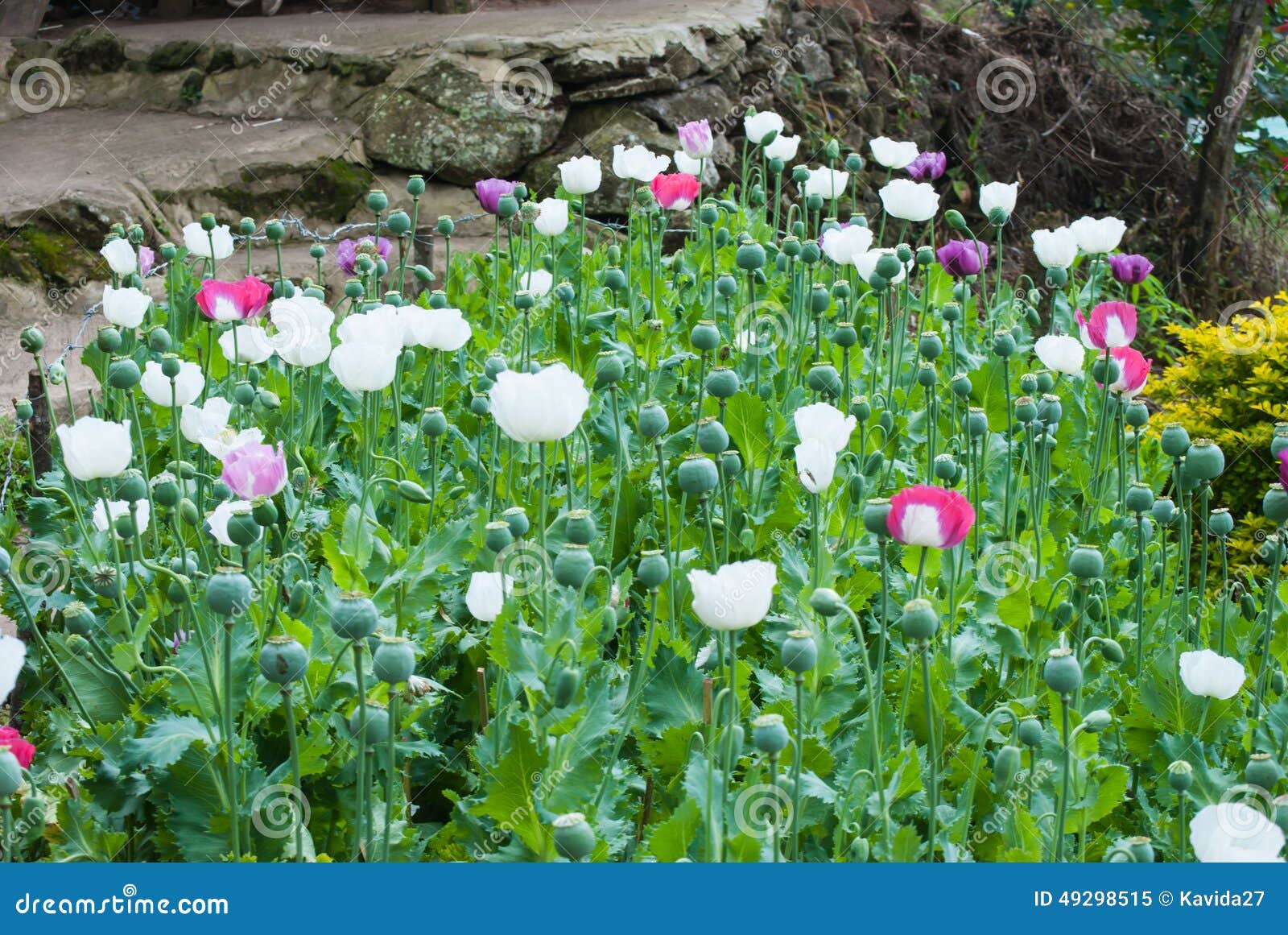 Colorful Opium poppy. stock image. Image of close, environment - 49298515