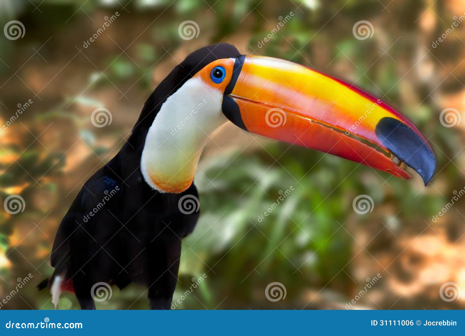 Colorful, Orange Beaked Toucan Stock Photo - Image of caribbean ...