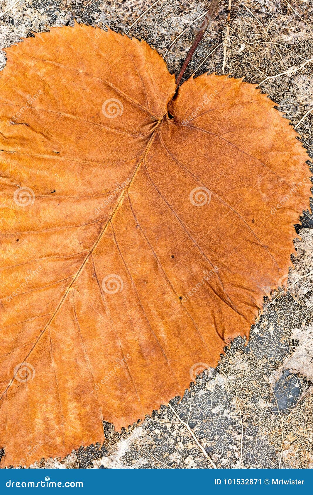 Colorful Orange Beech Leaf on Dried Leaves Skeletons Pattern Stock ...