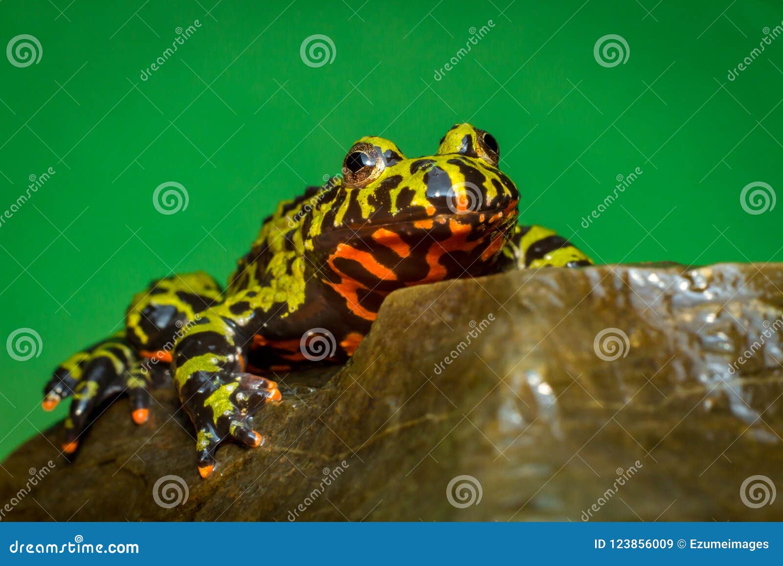 Fire Bellied Toad stock image. Image of chinese, orientalis - 123856009