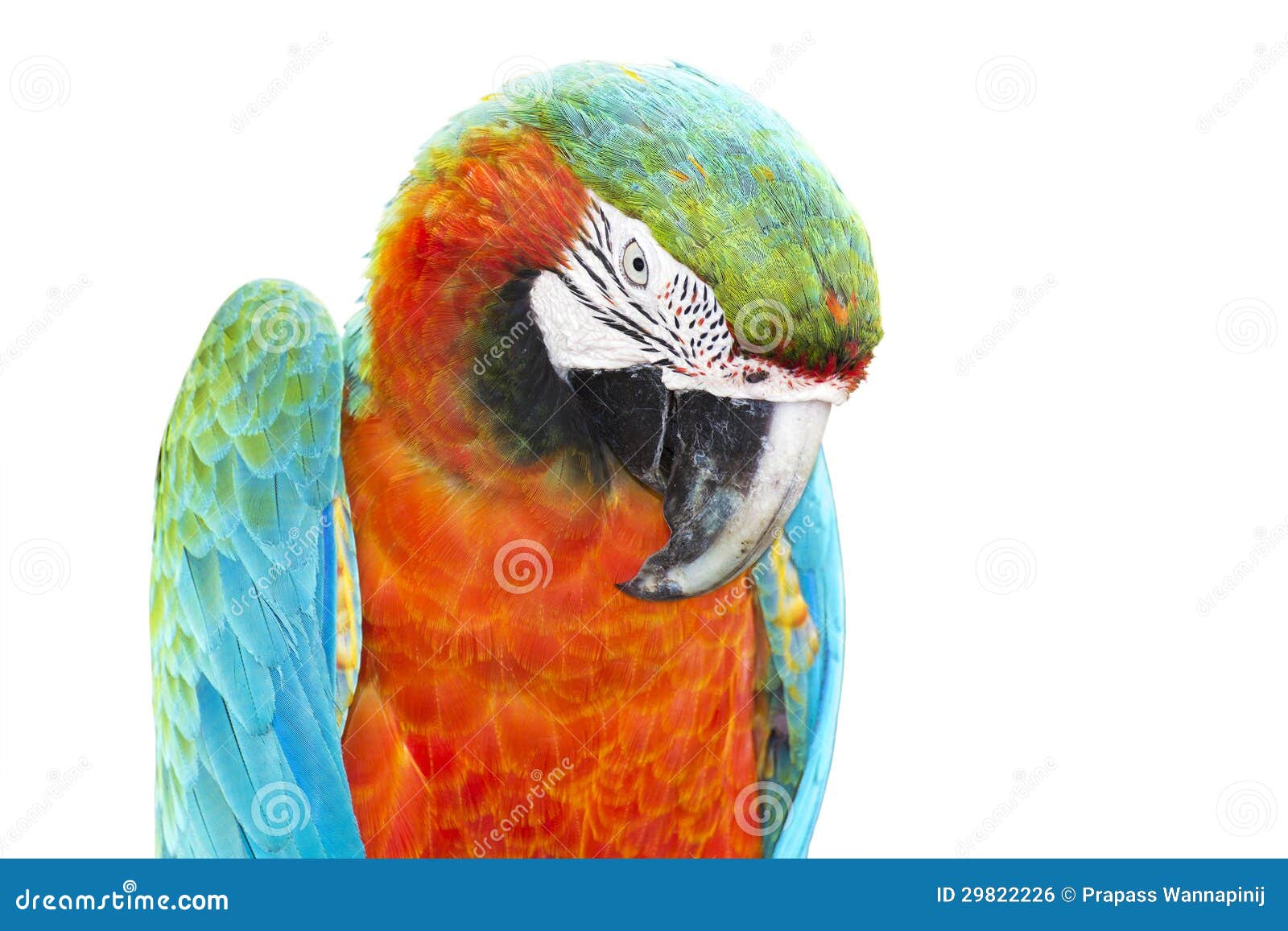 Orange Parrot Fish Head Snapshot Royalty-Free Stock Photo ...