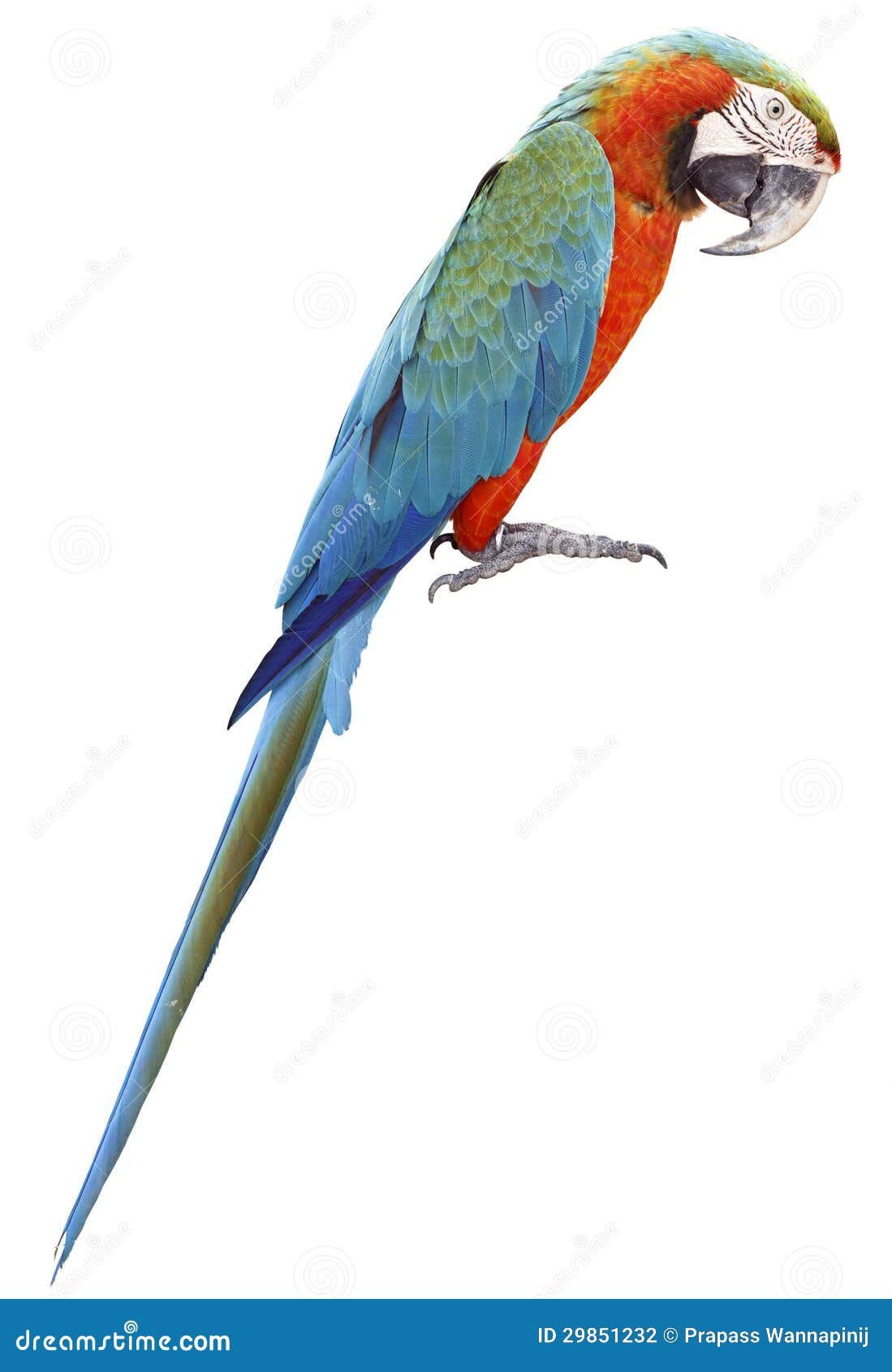 Colorful Orange Parrot Macaw Stock Photo - Image of bird, wild: 29851232