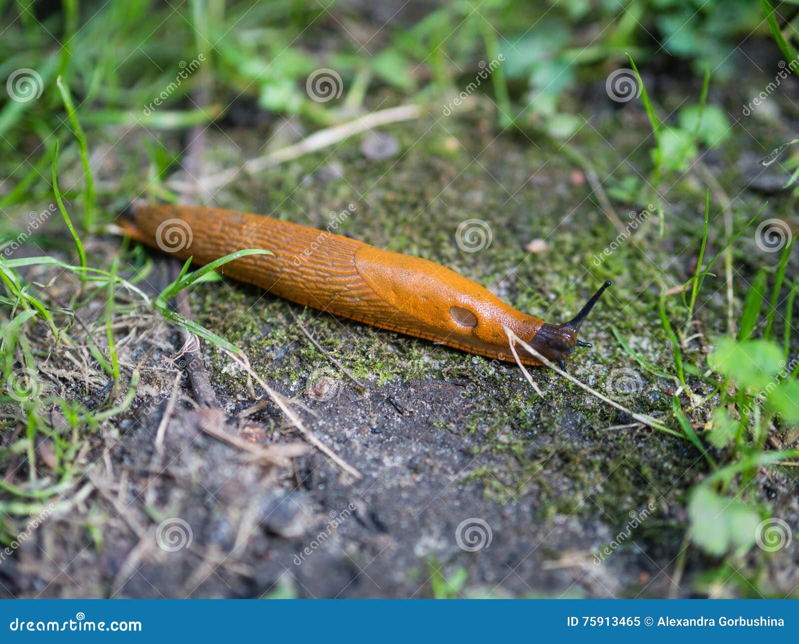 Colorful Orange Slug Crawls in Forest Stock Image - Image of grey, forest: 75913465